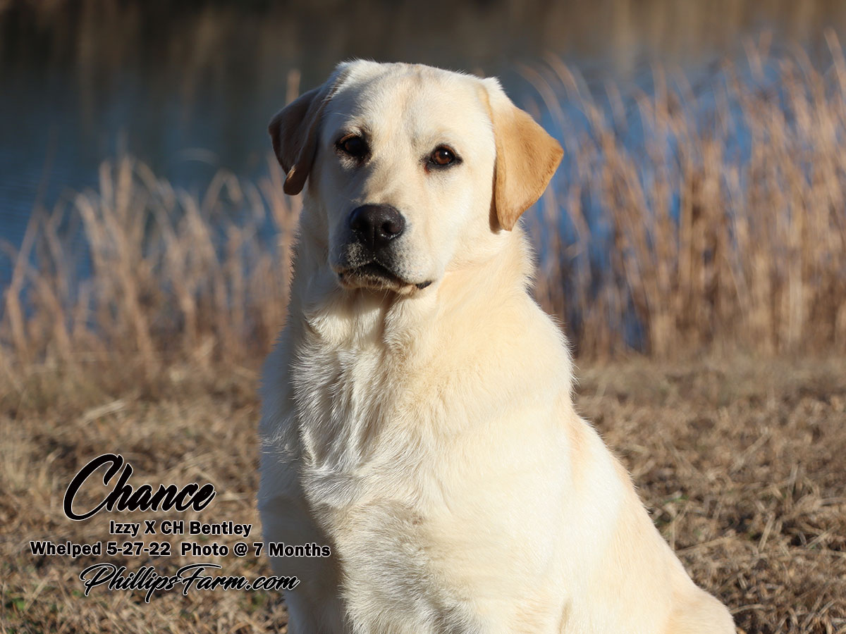Labrador Puppies - Available.