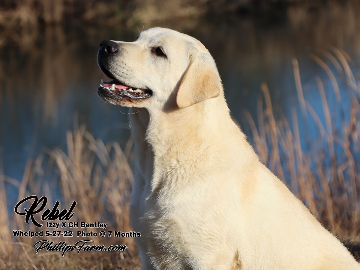 Labrador Puppies - Available.