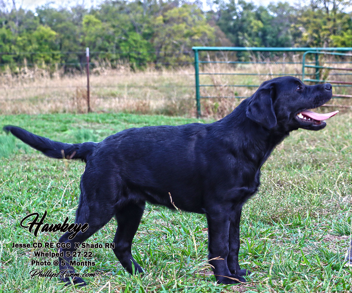 Labrador Puppies - Available.