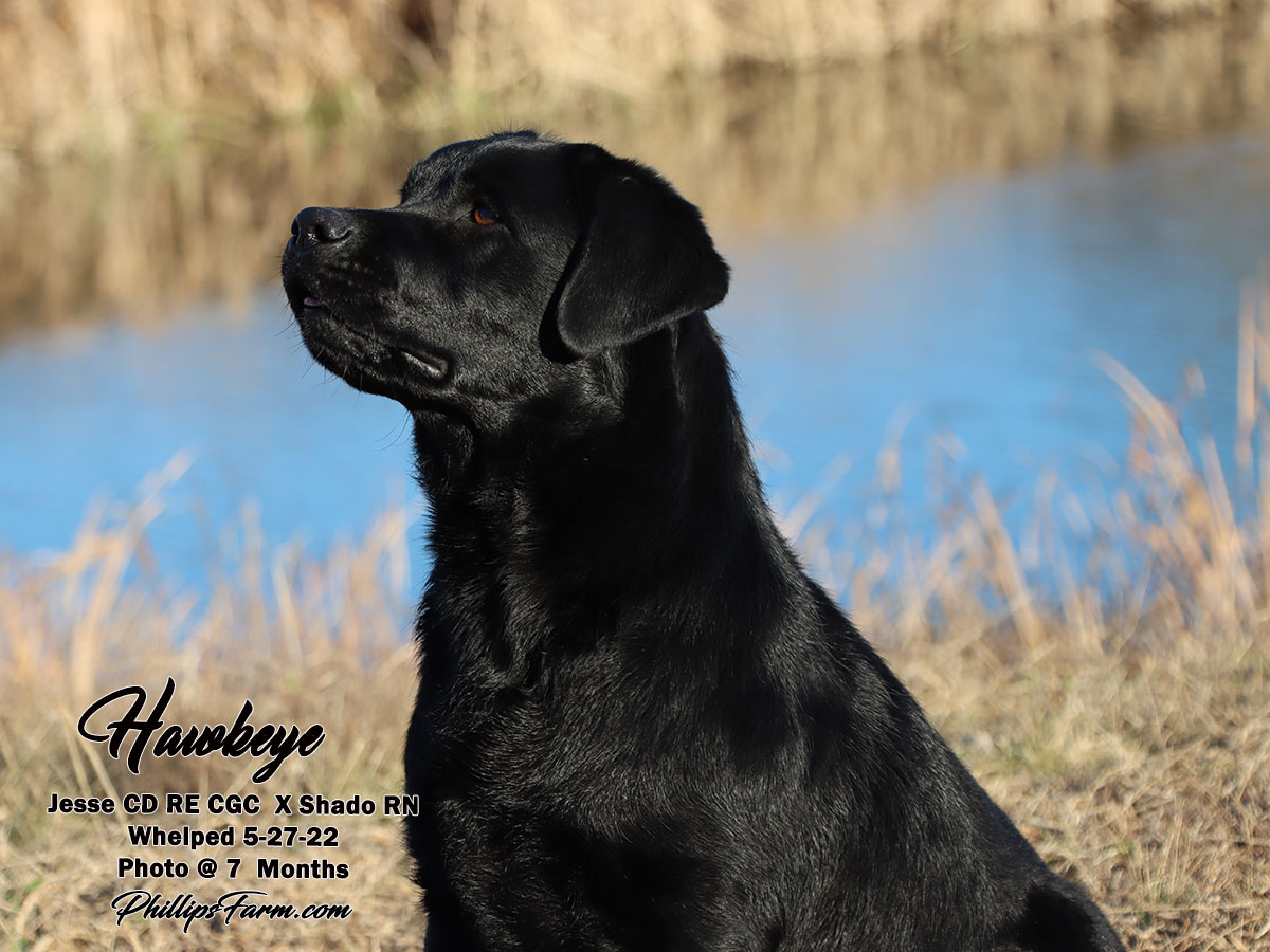 Labrador Puppies - Available.